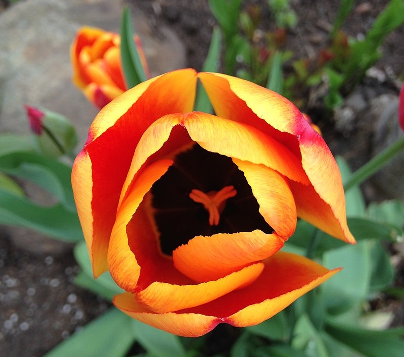 SEPALE | Emmanuel Ferragne